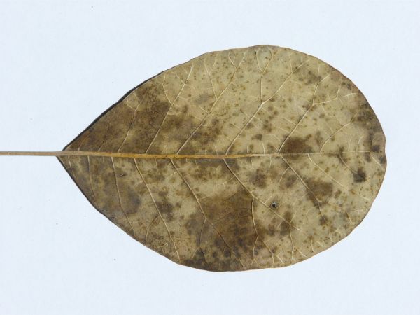 texture 0088 - Texturelib